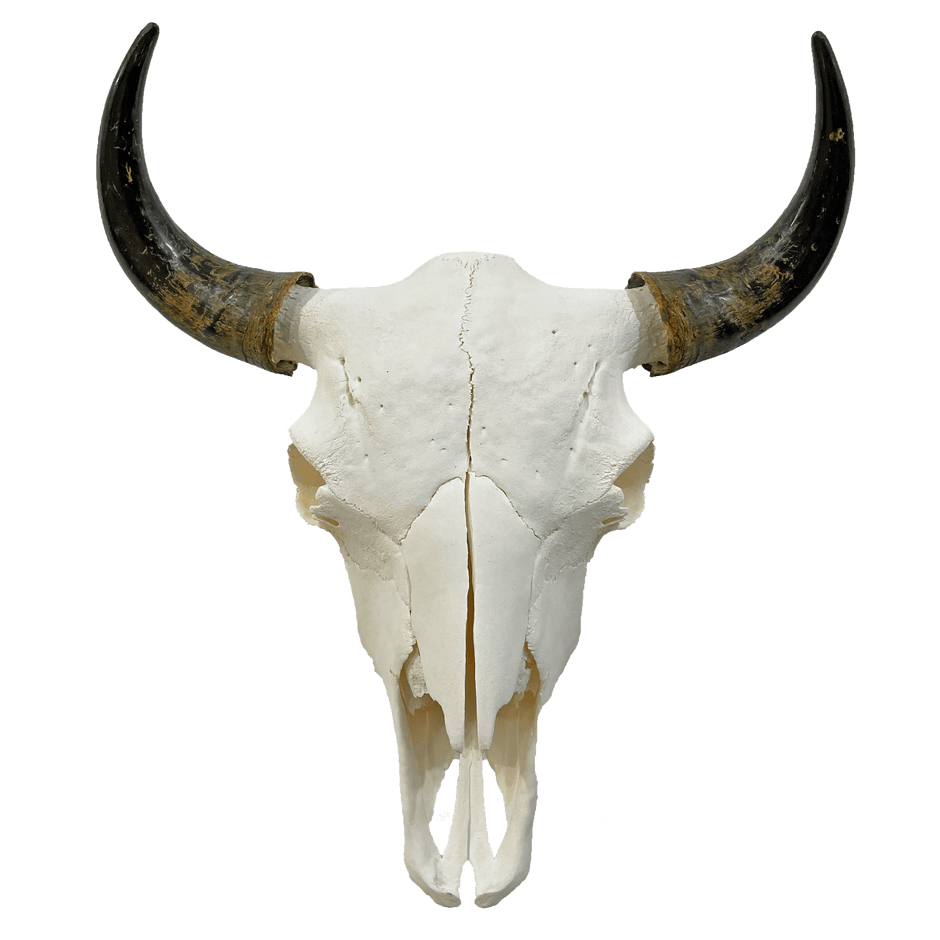 Hides, Skulls, Logo Ware – Miller Bison LLC.